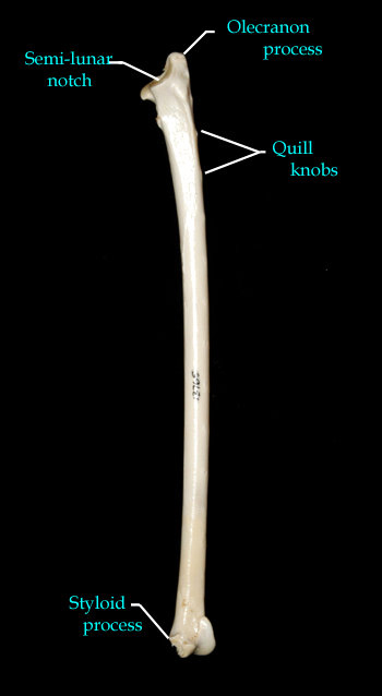 Avian Osteology